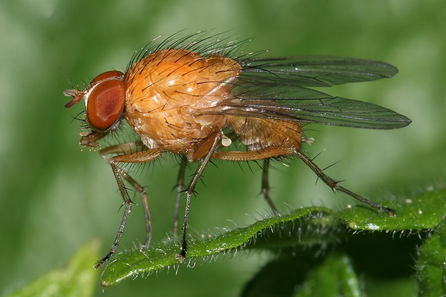Diptera.info - Discussion Forum: Pegomyia?